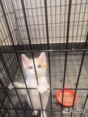 Котенок мальчик бесплатно