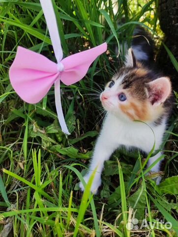 Котята-ребята