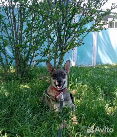 Собака в частный дом