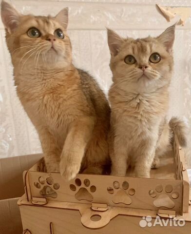 Золотые котики