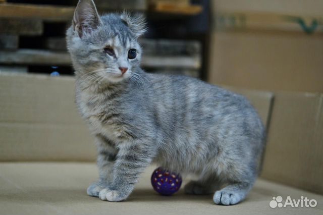 Котенок в добрые руки