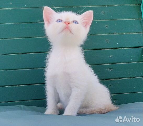 Голубоглазая котейка