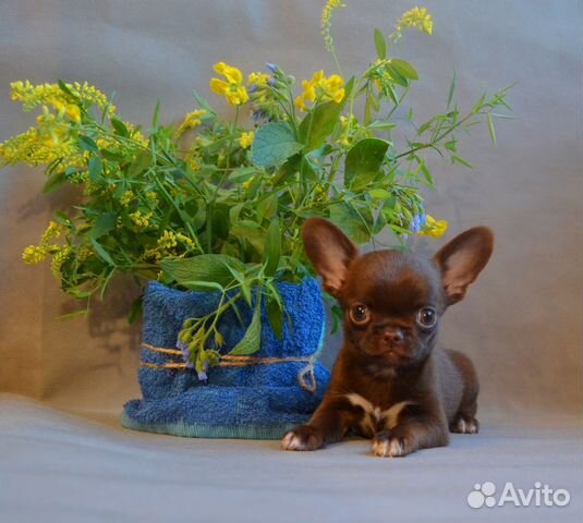 Шоколадный кукленыш