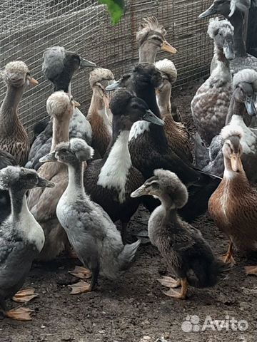 Утки хохлатые