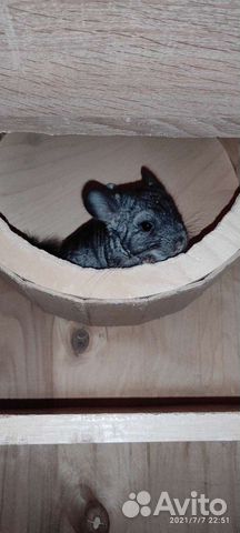 Шиншиллята