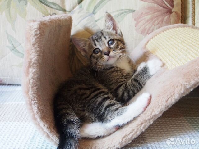 Нежный котёнок Лучик в самые любящие руки
