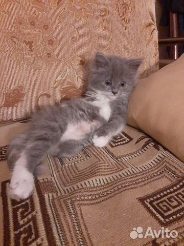 Трехлапый котёнок Трёша