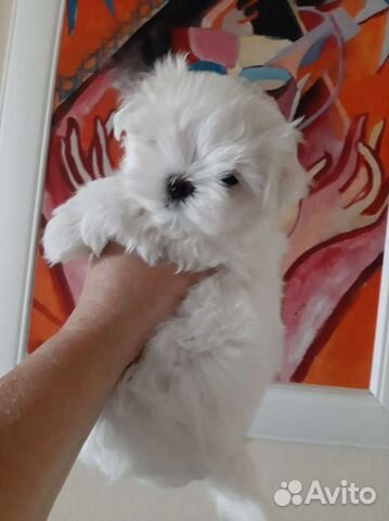 Мальтезе. Мальтийская болонка. Роскошные мальчики