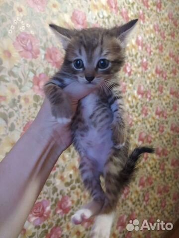 Котик мальчишка