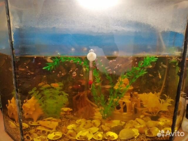 Аквариумные рыбки