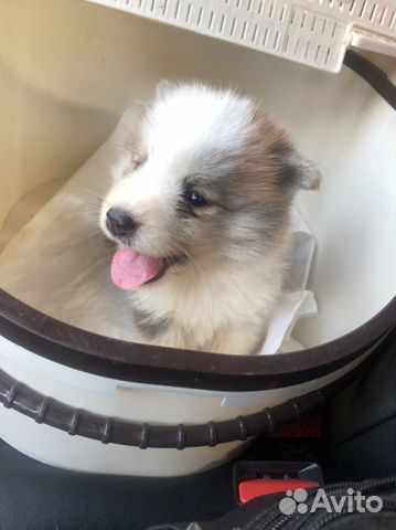 Щенок мальчик с ладошку