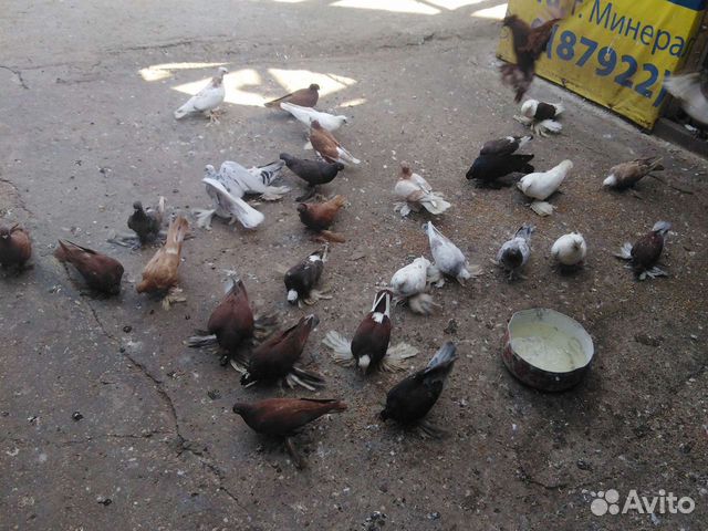 Продажа голубей