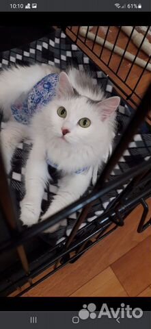Красавица кошка