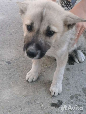 Щенки лайки смесь, отдам в добные руки. 2 месяца м