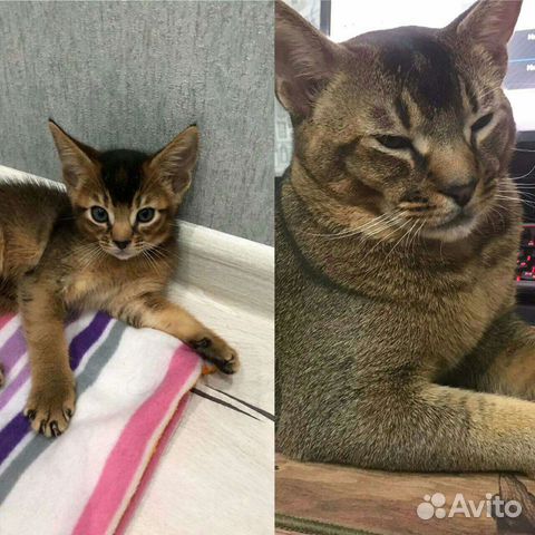 Чаузи ф4 и классические абиссинчики