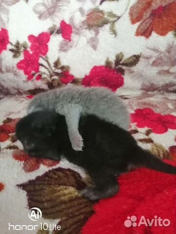 Котята в добрые руки даром Британской породы чисто