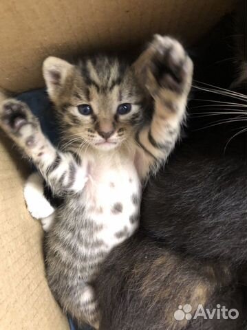 Котенок Тигра