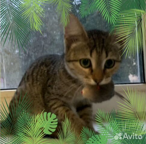 Котёнок девочка 3 мес в дар