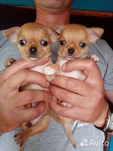 Щенки чихуахуа