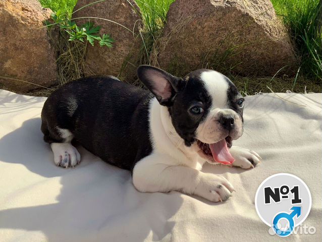 Щеночки французского бульдога