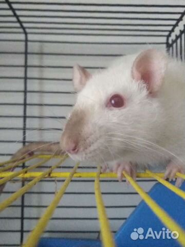 Декоративная крыса дамбо