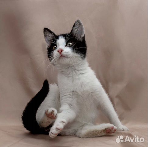 Кошечка Кира