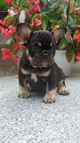 Шоколадный пупс