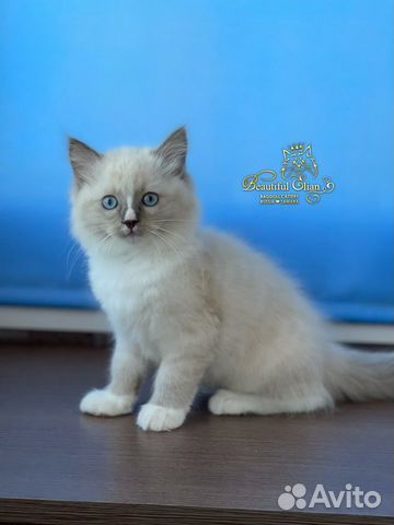 Котенок рэгдолл