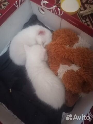 Котята в хорошие руки