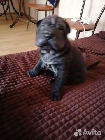 Отдаю щенка шарпея