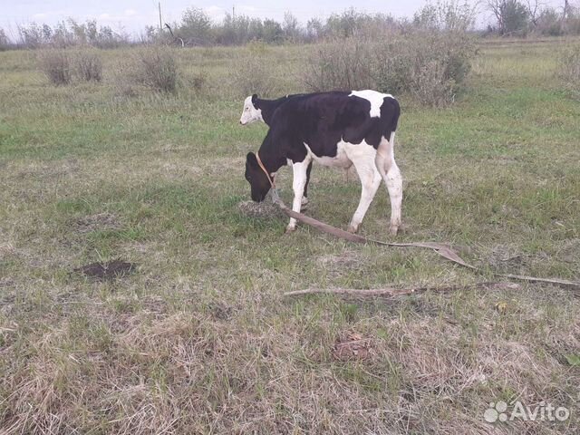 Бычок и тёлочка продам