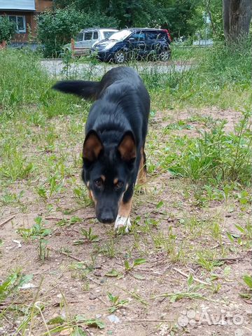 Щенок “Рекс»