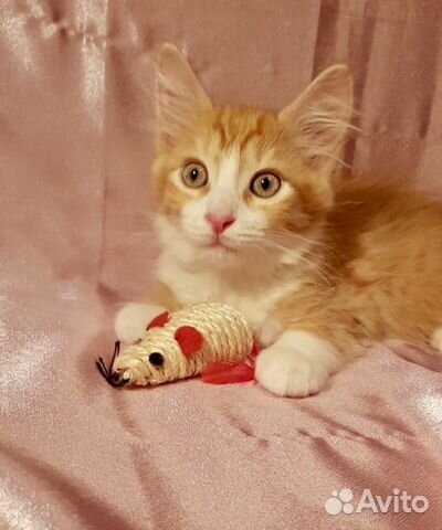 Котенок Персик 2,5 мес