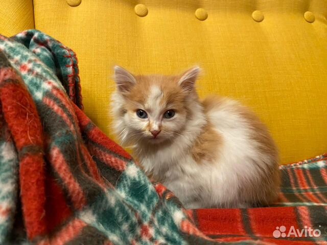 Сибирские пушистики Зефирчик и Печенька ищут семью