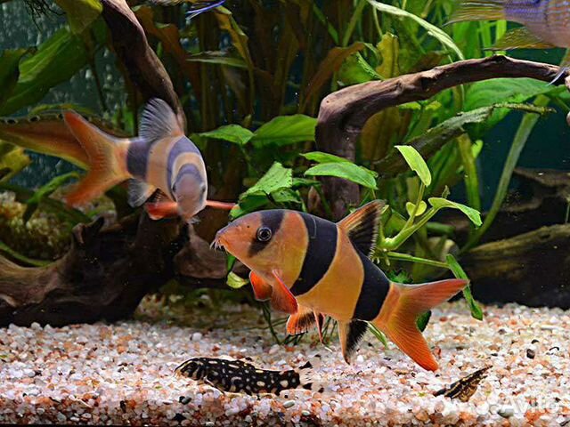 Боция клоун,зебра мармеладная