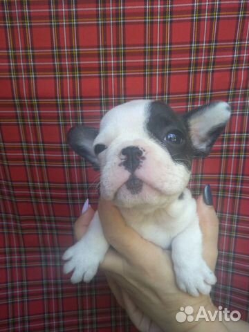 Маленькие бульдожки ищут новую семью