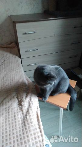 Кошечка в добрые руки