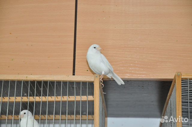 Молодые кенары