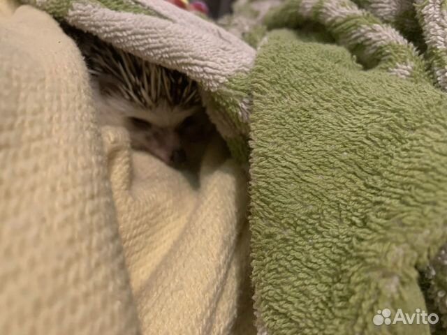 Карликовый Африканский Ежик