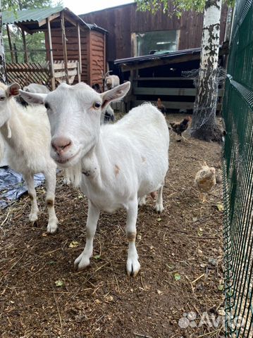 Коза дойная молочная