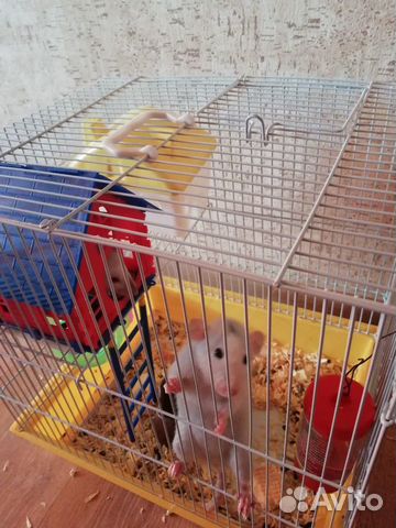 Крыса дамбо