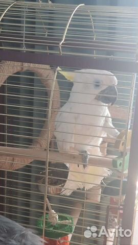 Попугай какаду желтохохлый