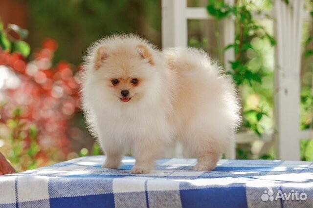 Породистые щеночки Шпиц