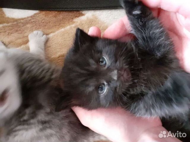 Котенок(чёрный дым)