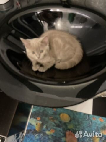 Британская кошка