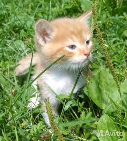 Рыжий котенок