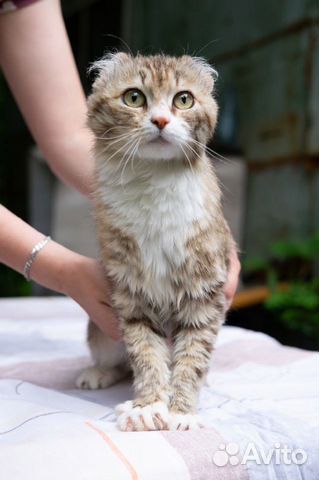 Кошка Молли ищет хозяина. Отдадим в хорошие руки