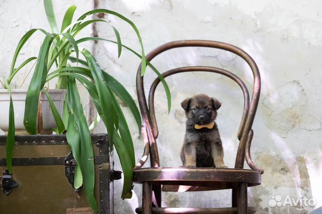 Щенок Гектор в добрые руки