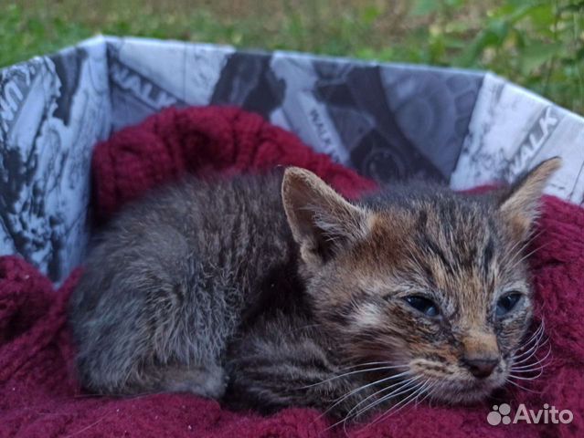 Котенок в добрые руки бесплатно
