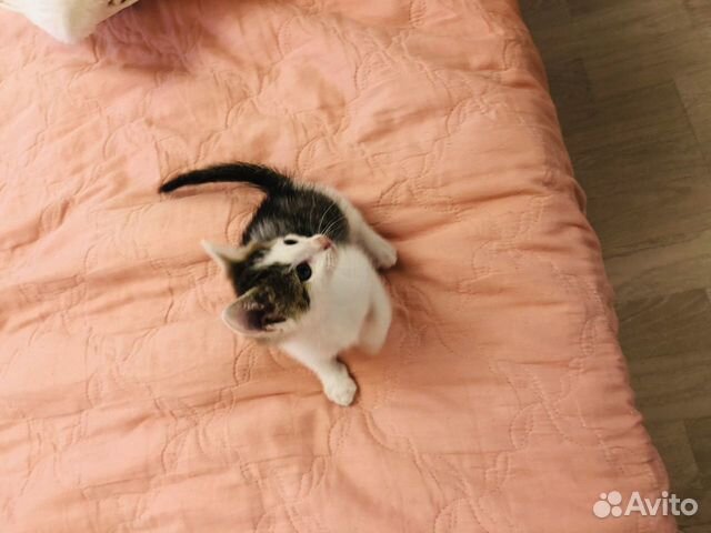 Котенок в добрые руки